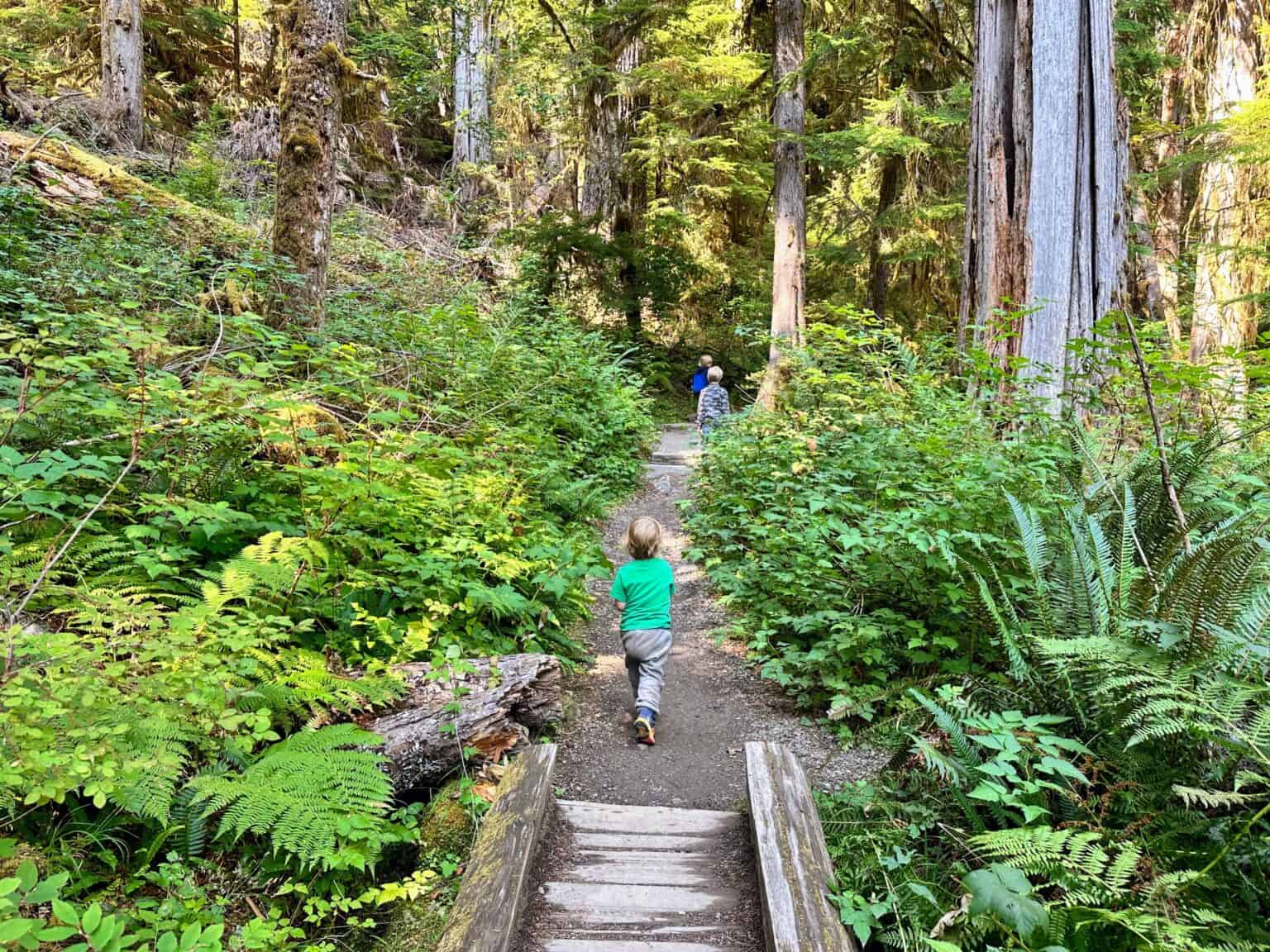 OUR GUIDE TO HIKING THE STAIRCASE RAPIDS LOOP (Olympic National Park ...