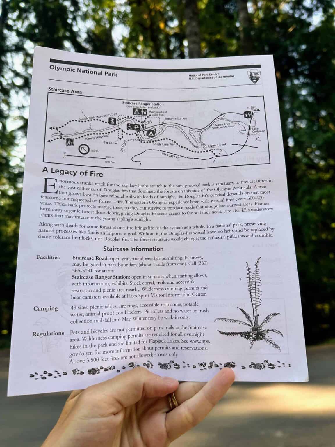 OUR GUIDE TO HIKING THE STAIRCASE RAPIDS LOOP (Olympic National Park ...